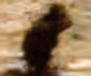 blobsquatch Archives | Bigfoot Base